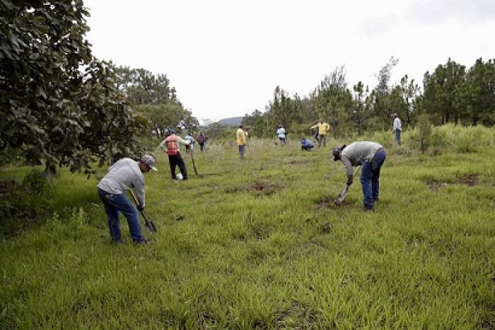 CONCLUYE PROGRAMA DE REFORESTACIÓN 2019 EN EL BOSQUE LA PRIMAVERA ...